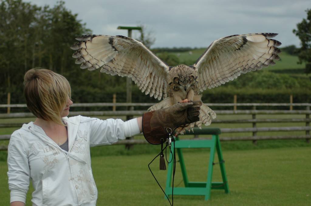 Work Experience | Hawkridge Bird of Prey Centre