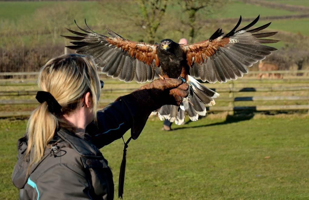 1 Hour Handling or 2 Hour Hawk Walk | Hawkridge Bird of Prey Centre